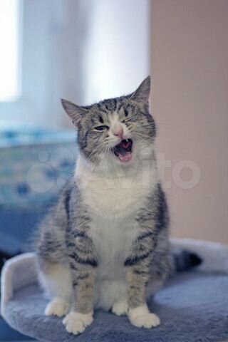 Клевая кошка Фрося ищет дом