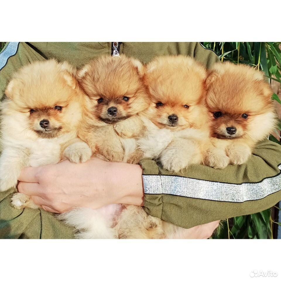 Щенки померанского (той) шпица