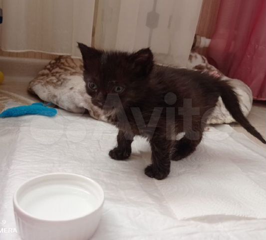 Чучело-Мяучело