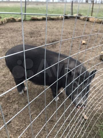 Вьетнамский вислобрюхий кабан