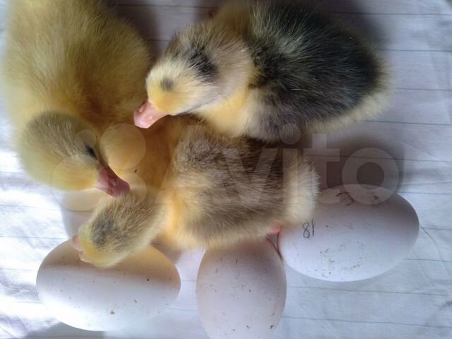 Гуси, утки, яйца гусей и уток