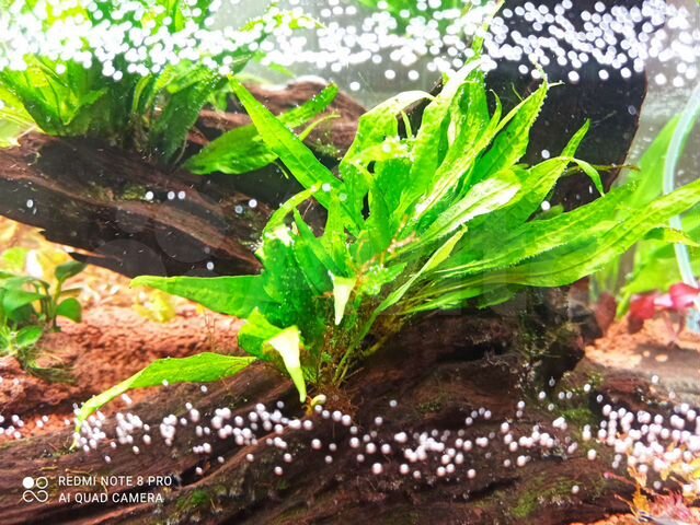 Тайландский папоротник, прополка