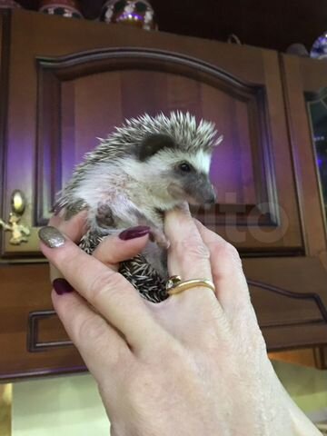 Ежонок мальчик месяц