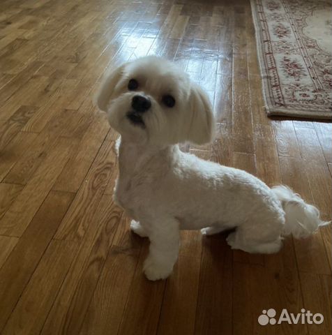 Вязка Мальтезе (Мальтийская болонка) мальчик