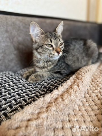 Нежная Анфиса ищет себе дом