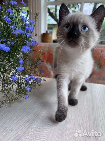 Кошки