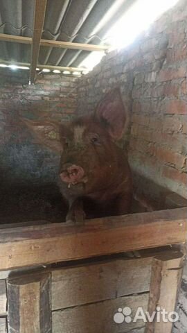 Свиньи породы дюрок