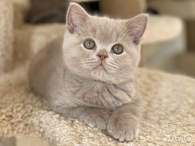 Британские котята