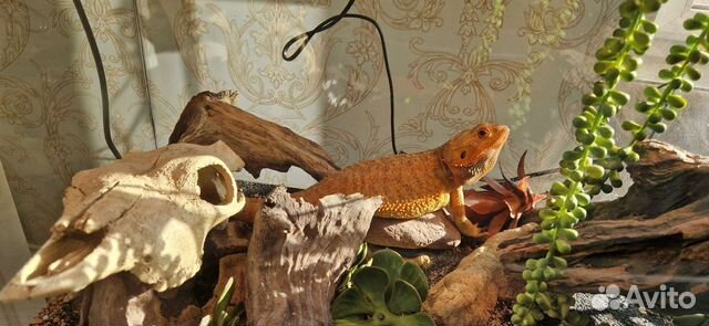 Бородатая агама с террариумом