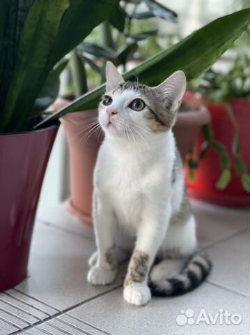 Ласковый Котенок мальчик 3,5 мес
