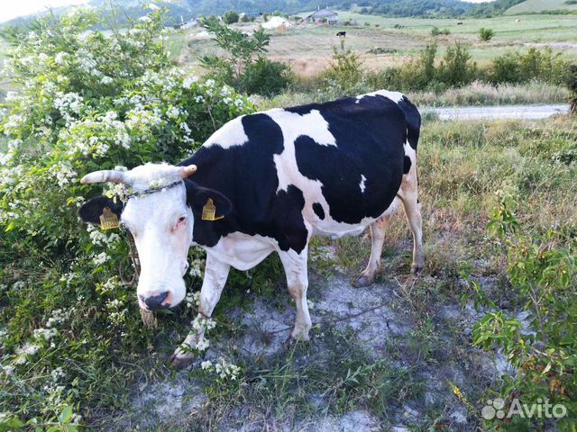 Продам корову