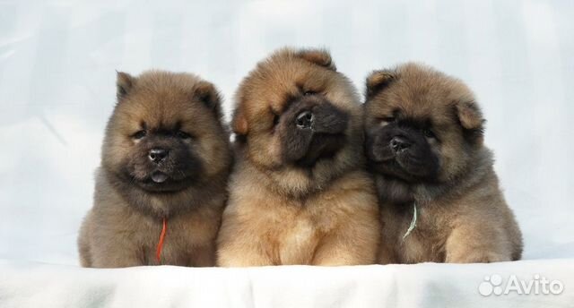 Рыжие щенки чау-чау