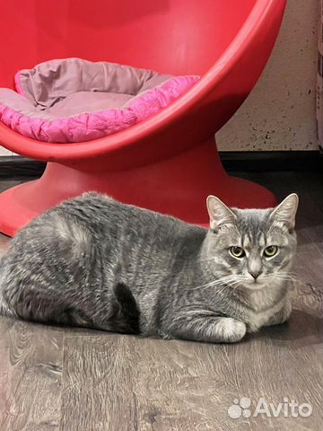 Котик в добрые руки