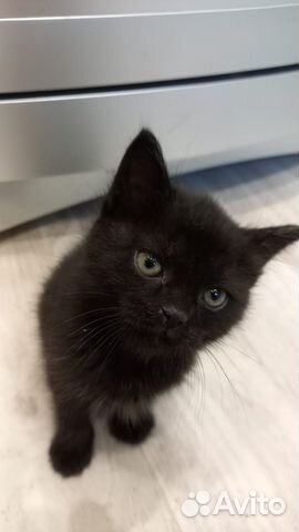 Котенок черный, девочка 1.5 месяца