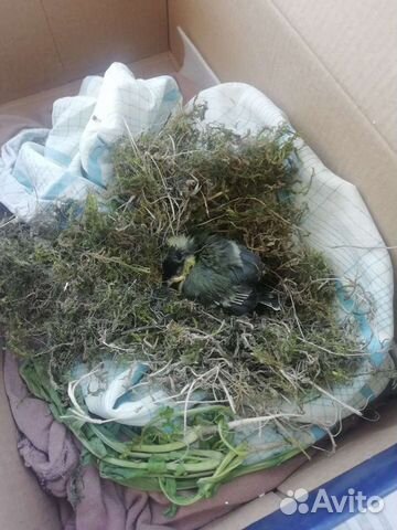 Птинец синички