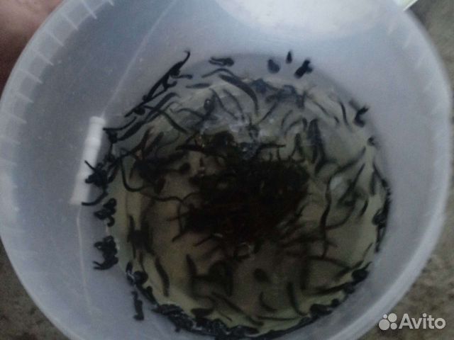 Продаю пиявку