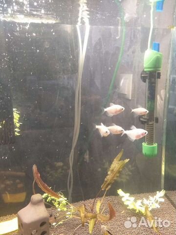 Рыбки тернеция