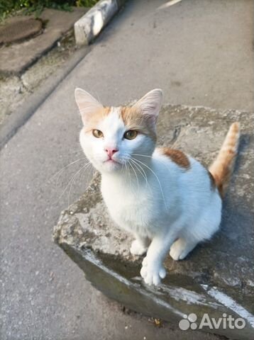 Выброшенный котик выживает на улице
