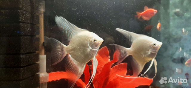 Рыбки скалярий