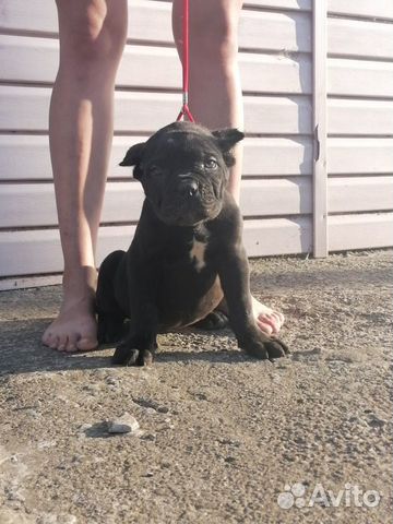 Щенки кане корсо