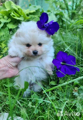 Померанский шпиц щенки