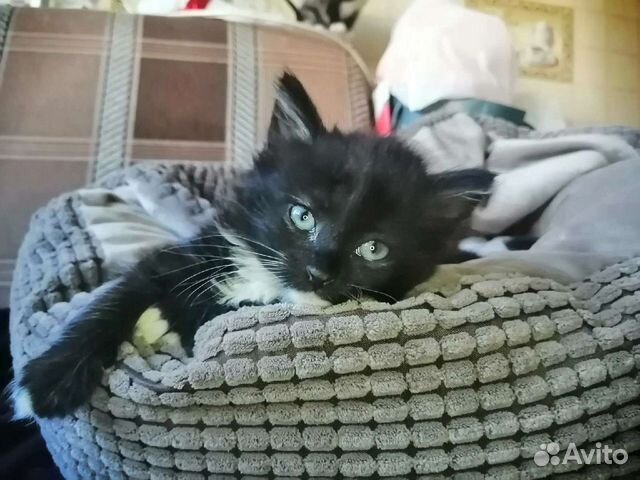 Котенок девочка