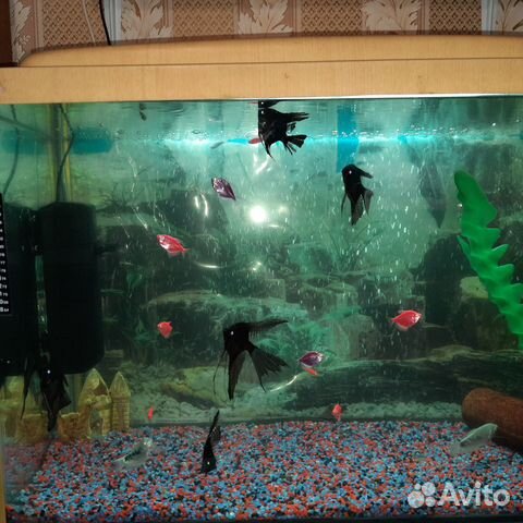 Черные скалярии