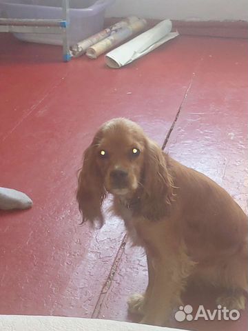 Щенок кокер спаниеля