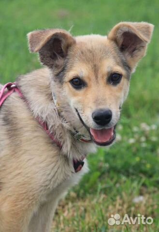 Очень умный щенок Кортес