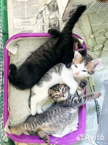 Котята в добрые руки