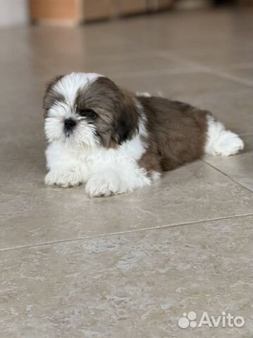 Ши-тцу мини