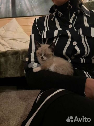 Котенок гав