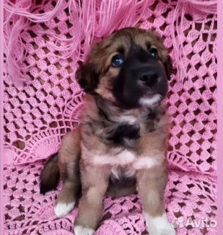 Щенок в добрые руки, девочка