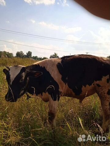 Корова и бычок