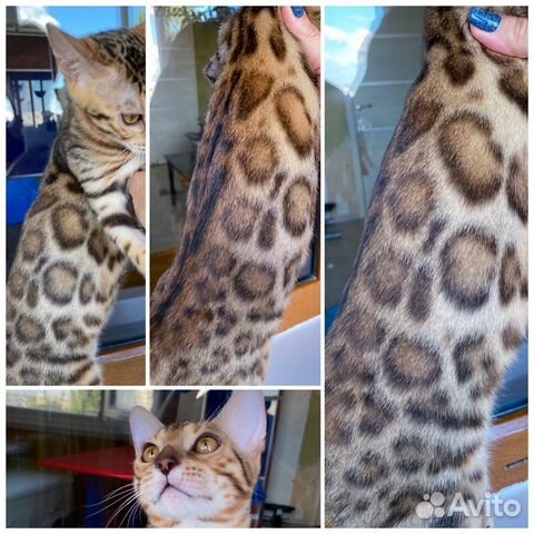 Бенгальская девочка