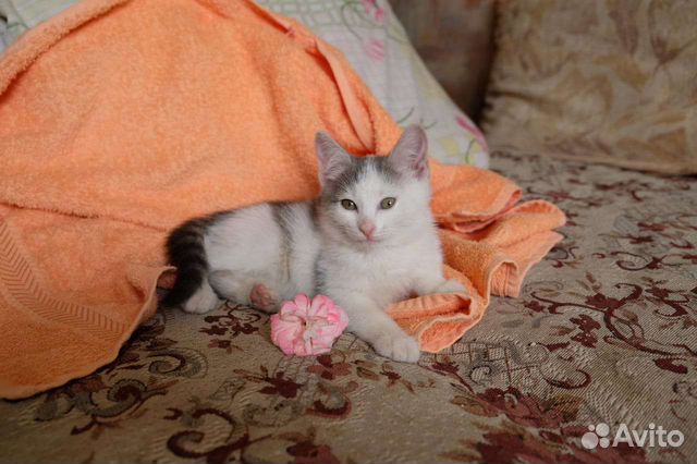 Котята в добрые руки бесплатно