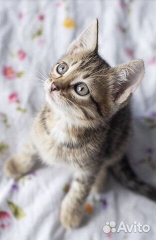 Милый полосатик котёнок Платон 2 месяца в дар