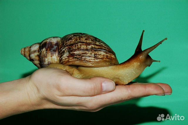 Детки ахатины