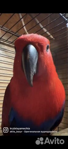 Попугай благородный,эклектус,самка