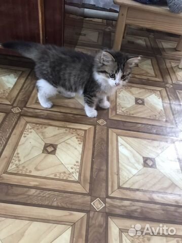 Котята от ловчей кошки