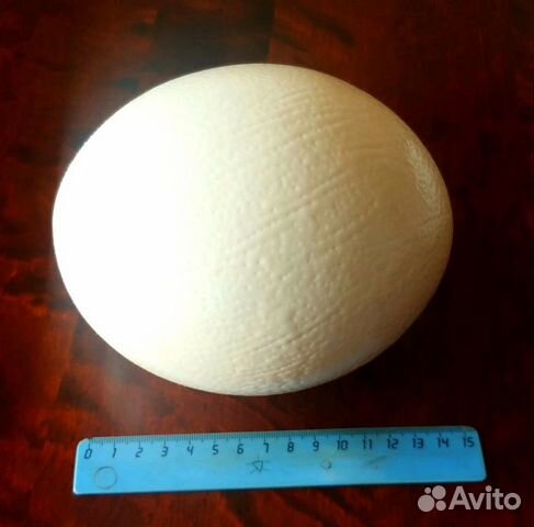 Страусиное яйцо