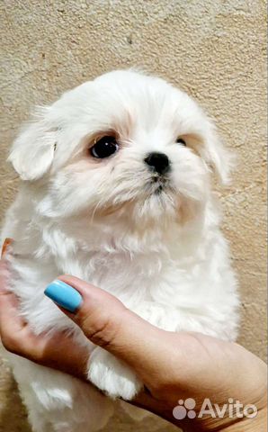 Мальтезе Корея. Мальтипу