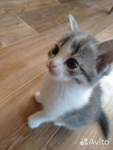 Котята