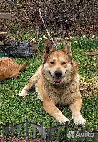 Грею нужен дом