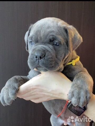 Кане Корсо - серый мальчик