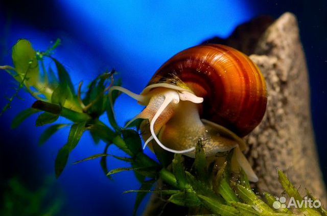 Улитки ампулярии