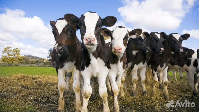 Телки телята голштины