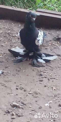 Продажа голубей таджикских