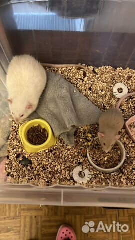 Крысы отдам бесплатно