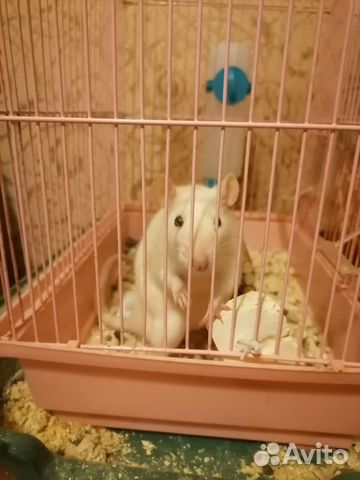 Отдаются крысики в добрые руки